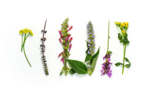 Micros & Flowers - Mr Greens Produce