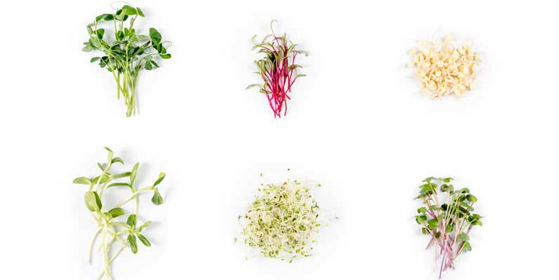 Micros & Flowers - Mr Greens Produce