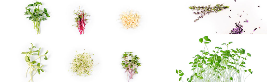 Micros & Flowers - Mr Greens Produce